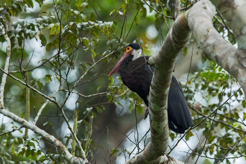 Where all the Birds Flock to in Sabah