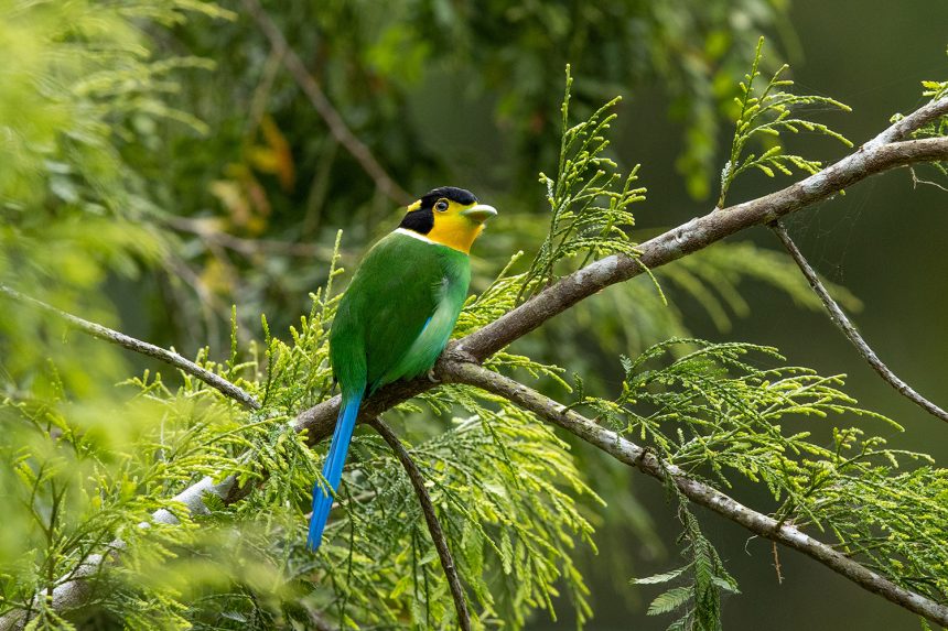 A weekend of learning birds at Sayap Substation | Sticky Rice Travel