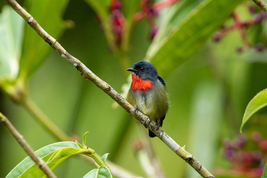A weekend of learning birds at Sayap Substation | Sticky Rice Travel